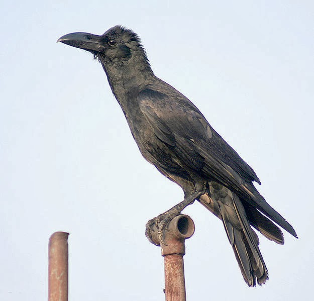 Oriental Bird Watching: Large-billed Crow (Corvus macrorhynchos)
